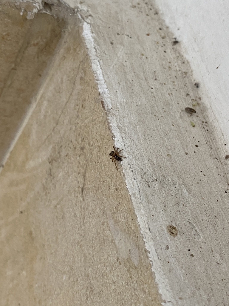 Jumping Spiders from Tel Aviv-Yafo, Israel on July 11, 2022 at 01:49 PM ...