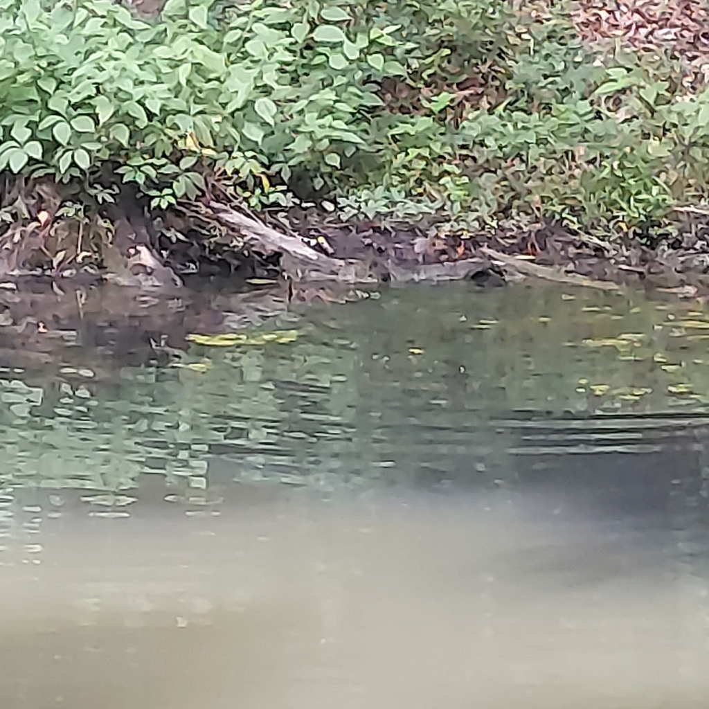 American Beaver from Gloucester County, US-VA, US on July 15, 2022 at ...