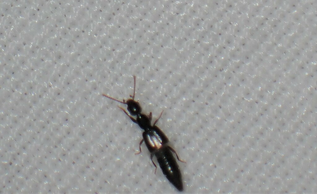Paederinae from Stanislaus County, CA, USA on July 13, 2022 at 09:22 PM ...