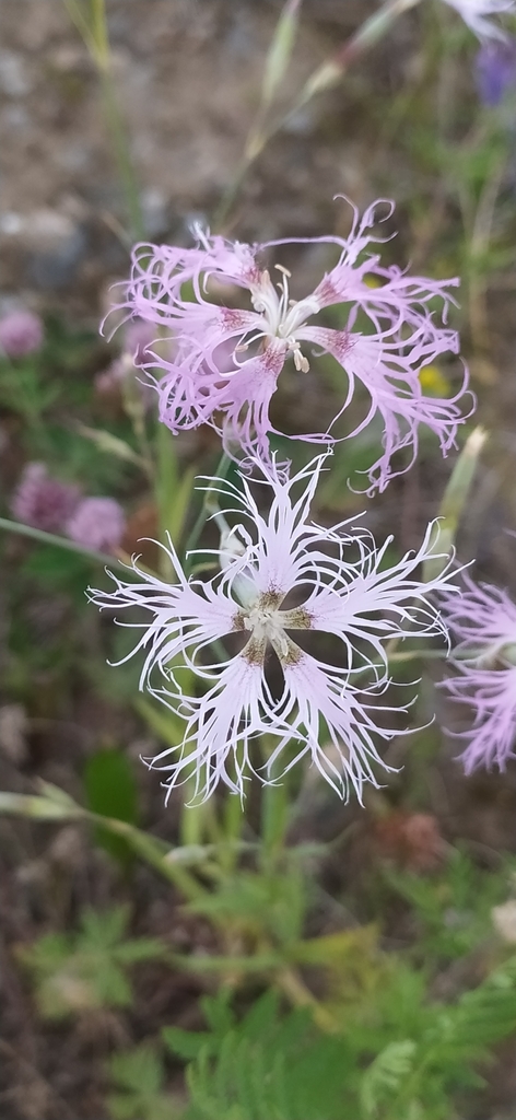 Fringed Pink from Свердловская обл., Россия, 624931 on July 15, 2022 at ...