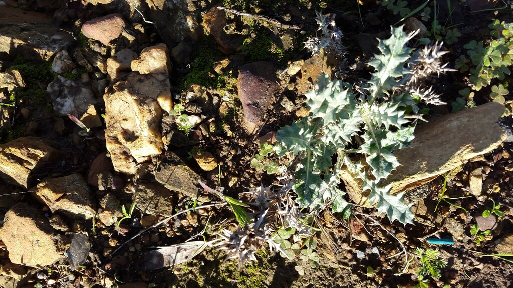 Weed African Thistle from Bo-Kaap, Schotsche Kloof, Cape Town, South ...