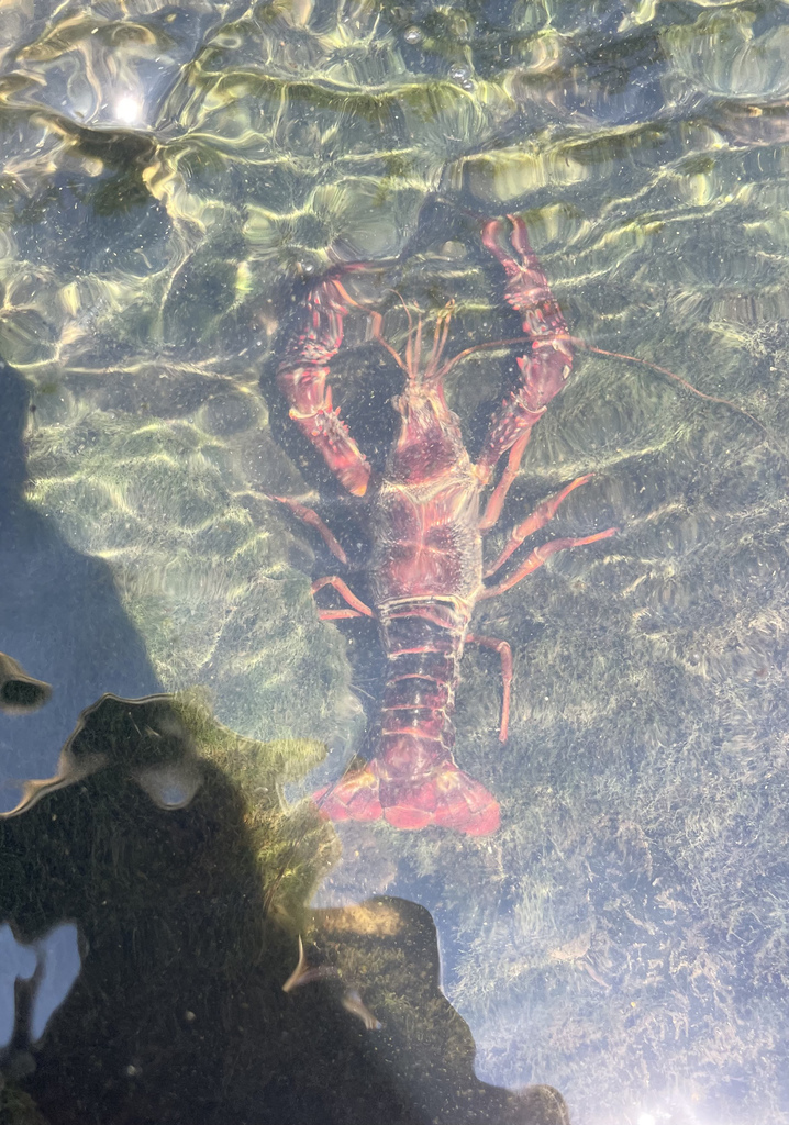 Red Swamp Crayfish from Norwalk Rd, Philadelphia, PA, US on July 12 ...