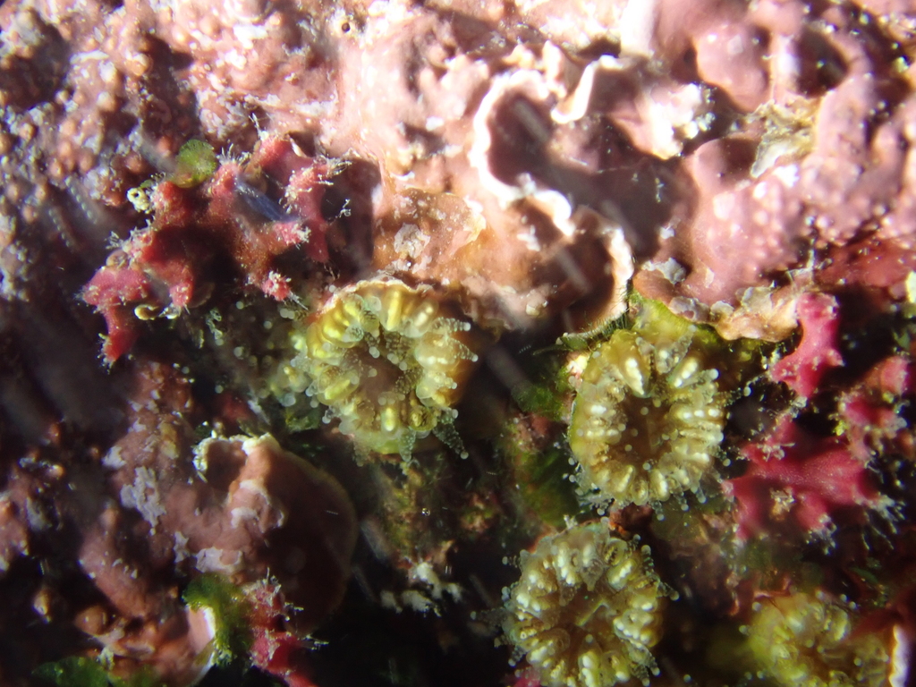 Dwarf Cup Coral (Caribbean Shallow Water Stony Corals Commonly Seen ...