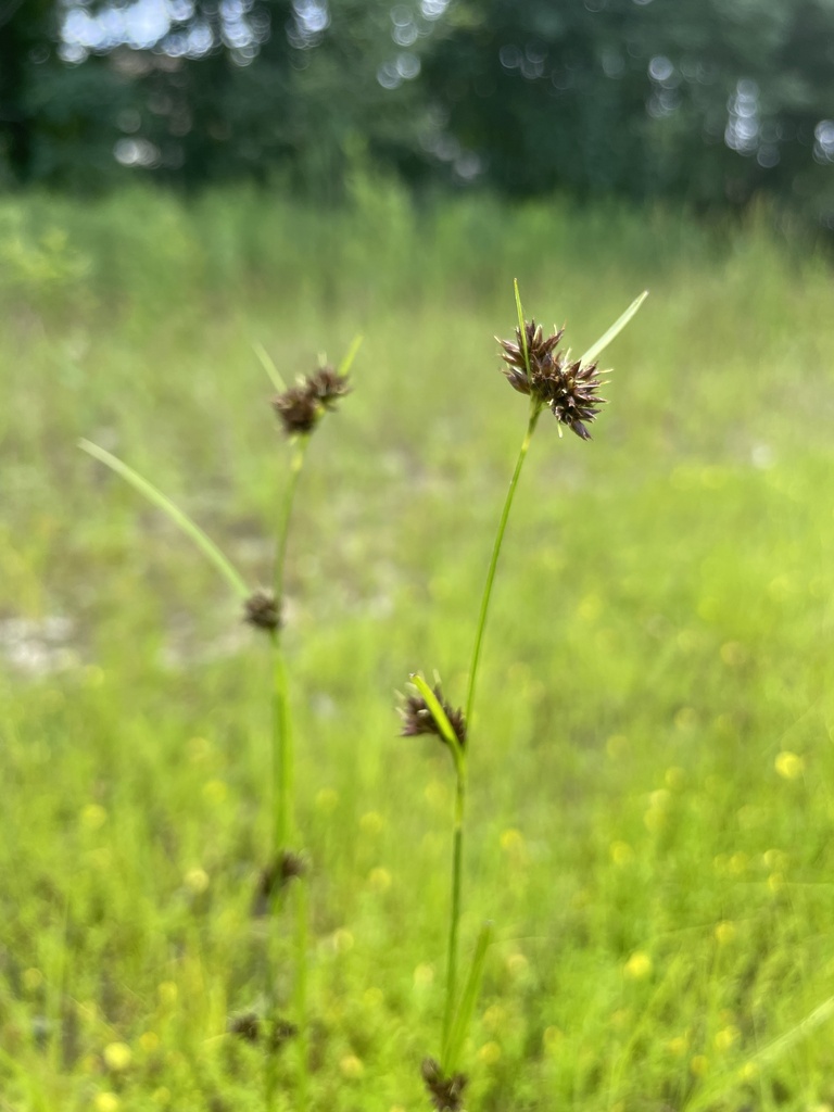 brownish beaked-rush from Long Island, Middle Island, NY, US on July 15 ...