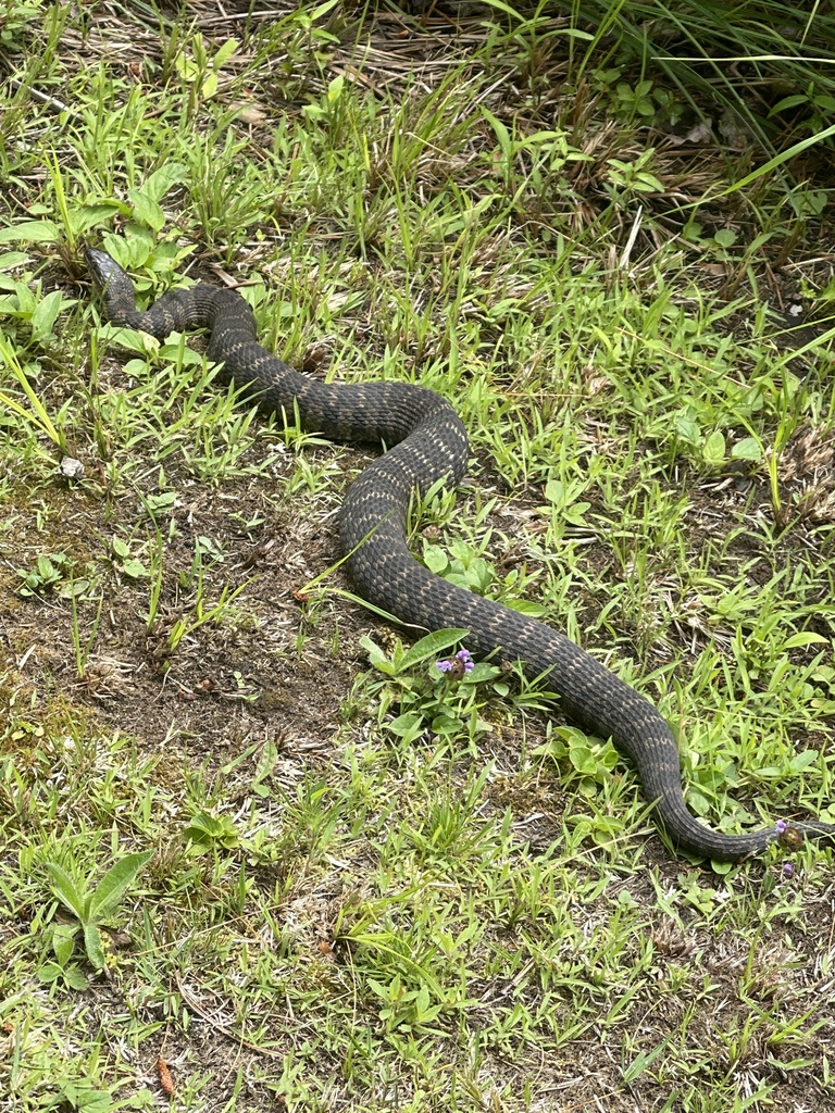 Common Watersnake from Grant Lake Rd, Mercer, WI, US on July 15, 2022 ...