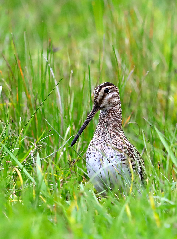 Gallinago andina Taczanowski, 1875