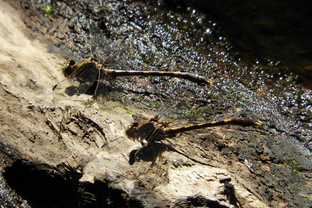 Common Sanddragon from Sussex County, DE, USA on July 13, 2022 at 10:42 ...