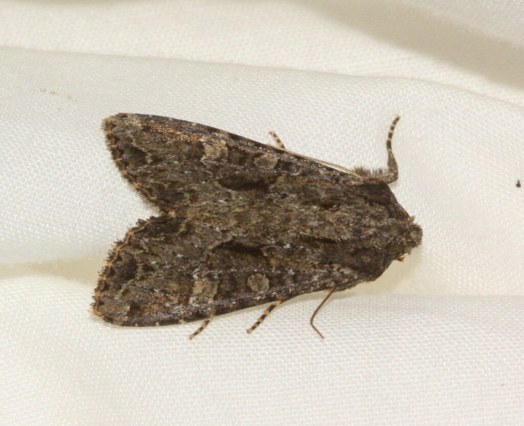 Small Clouded Brindle from Percé, Pointe Ste-Pierre, QC, Canada on July 14, 2022 at 11:39 PM by ...