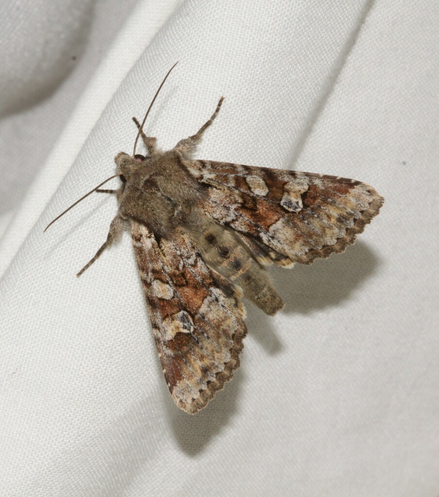 Bordered Apamea Moth from Percé, Pointe Ste-Pierre, QC, Canada on July ...