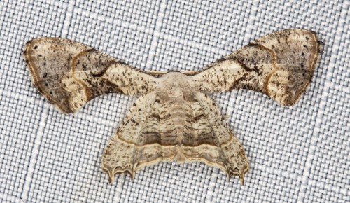 Epiplema quadristrigata · iNaturalist