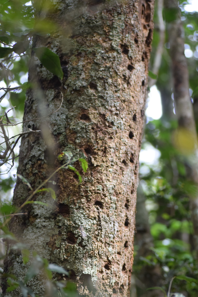 Aye-aye in July 2022 by José Ignacio Márquez Corro. Holes carved by the ...