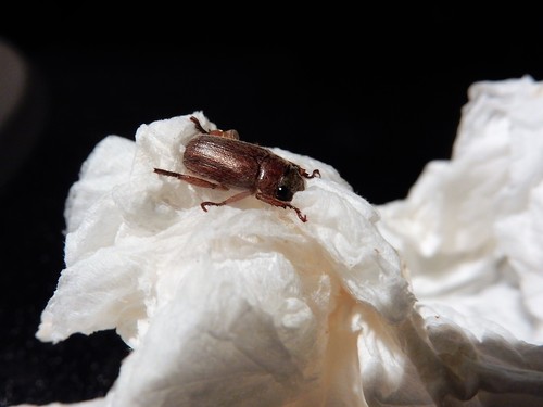 Adoretus cribratus · iNaturalist