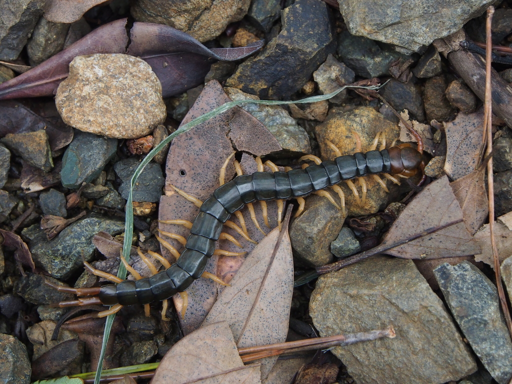 Chinese Red-headed Centipede from 日本、〒516-0023 三重県伊勢市宇治館町 on July 07 ...