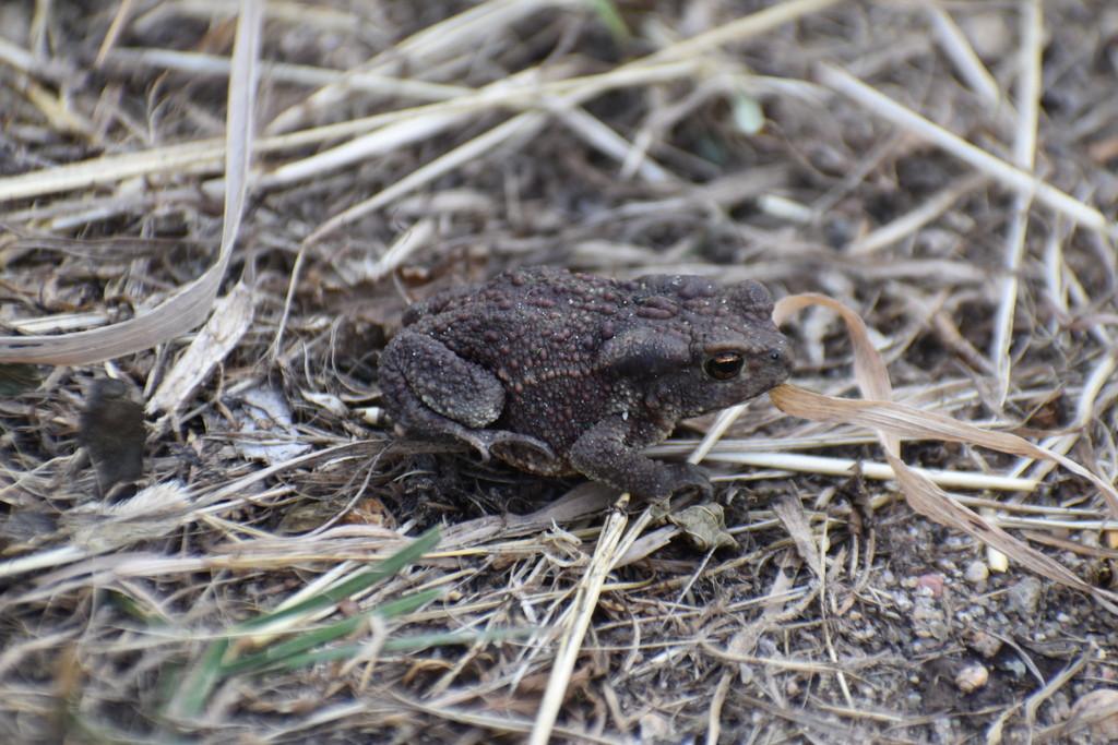 European Toad from Кушки, Московская обл., Россия on July 10, 2022 at ...