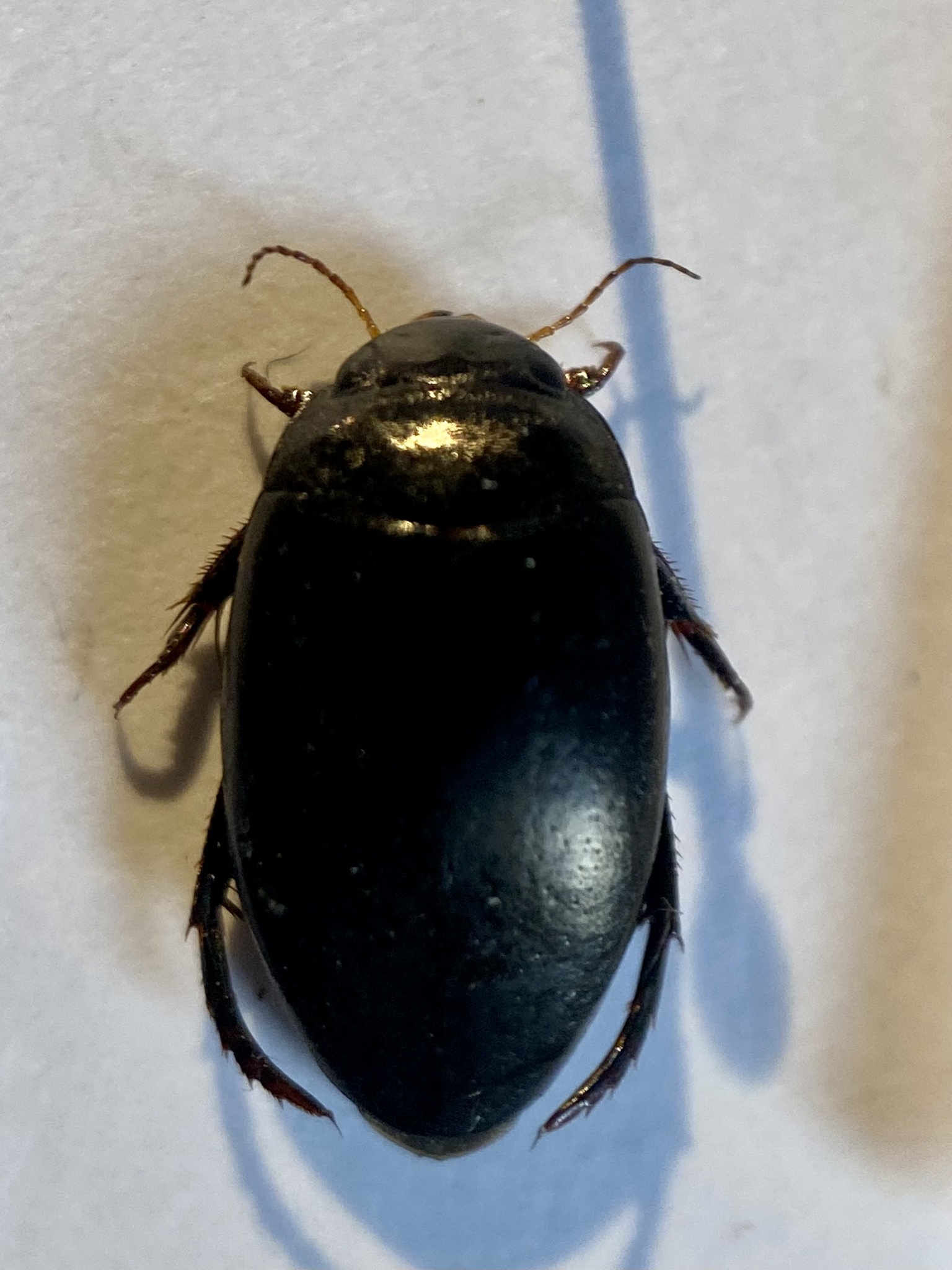 Agabus bipustulatus (Linnaeus, 1767)
