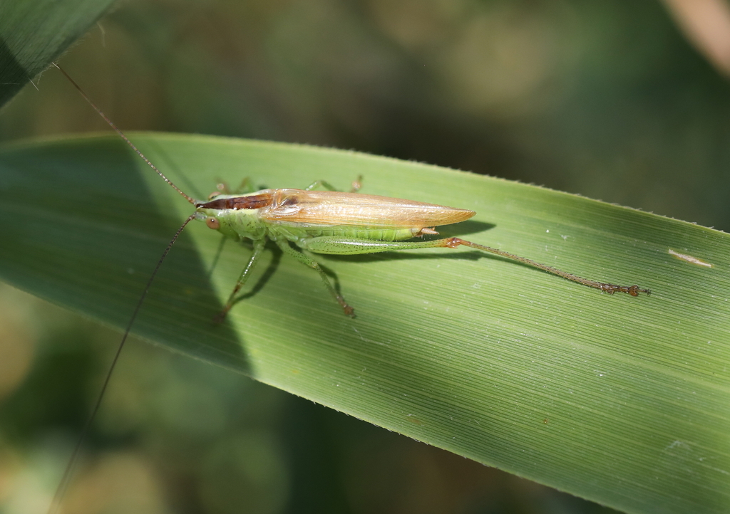 Long-winged Conehead from Gonfreville-l'Orcher, France on July 15, 2022 ...