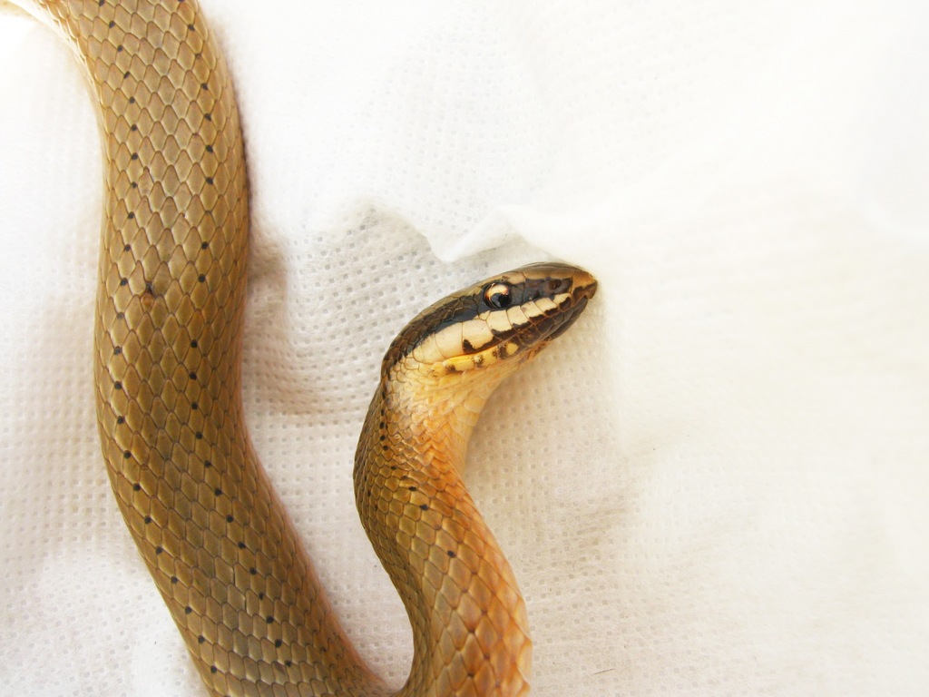 Road Guarder (Costa Rica Amphibians and Reptiles) · iNaturalist