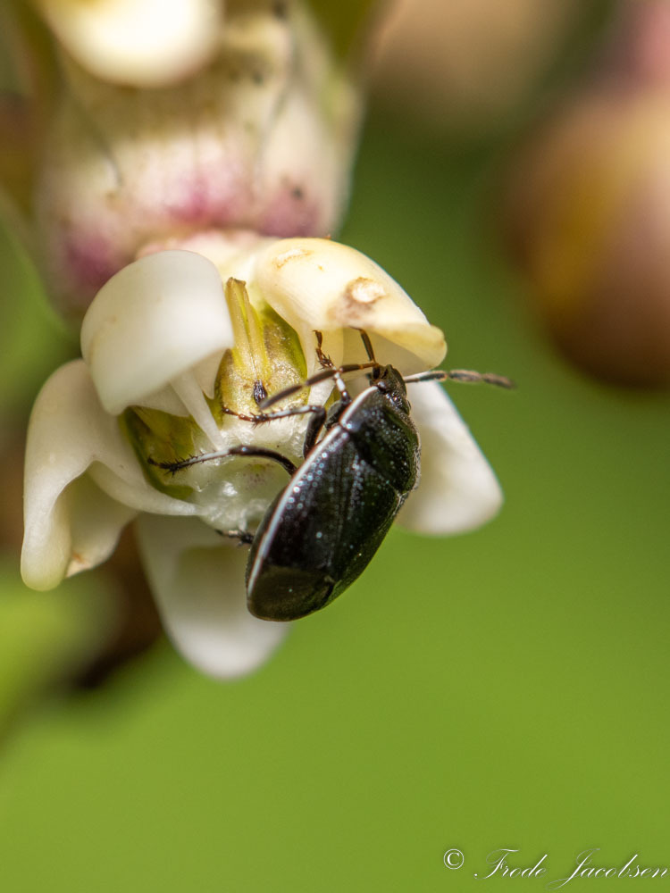 White-margined Burrower Bug from Parkview Trail, MD, USA on July 02 ...