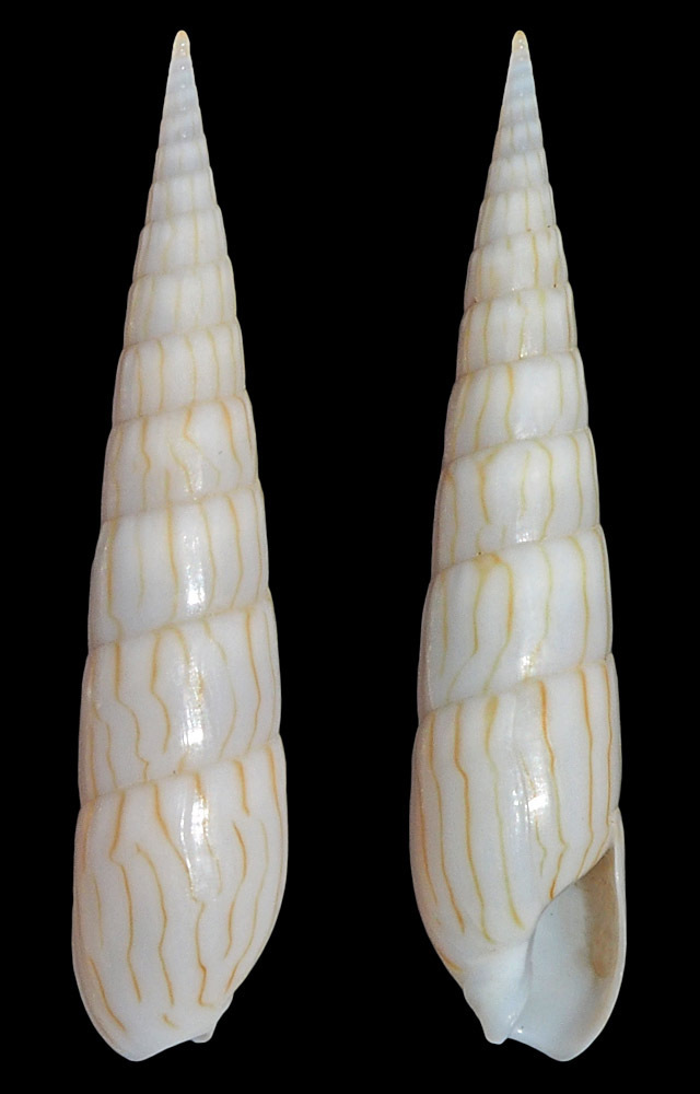 Hastula penicillata from Kwajalein Atoll, RMI on October 22, 2016 by ...