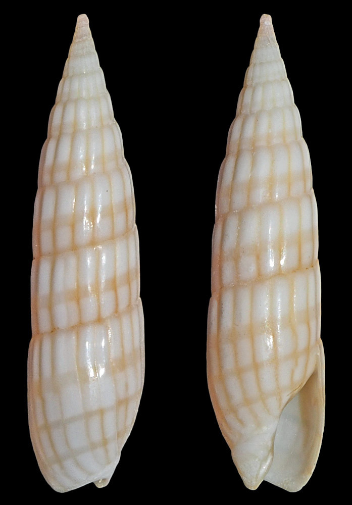 Hastula solida from Kwajalein Atoll, RMI on February 1, 1982 by uwkwaj ...