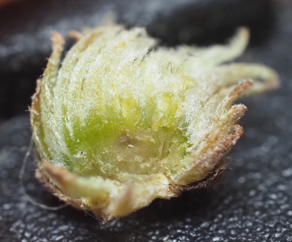 leafy oak gall wasp from Rosewood, Austin, TX 78702, USA on July 15 ...