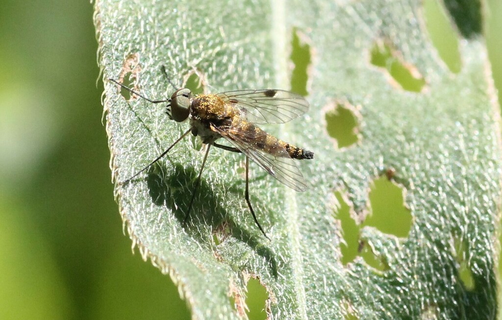 Chrysopilus splendidus from Elektrėnų sav., Lietuva on July 15, 2022 at 02:56 PM by Vytautas ...