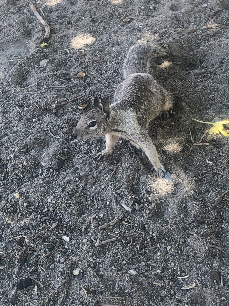 California Ground Squirrel from Sierra Dr, Three Rivers, CA, US on July ...