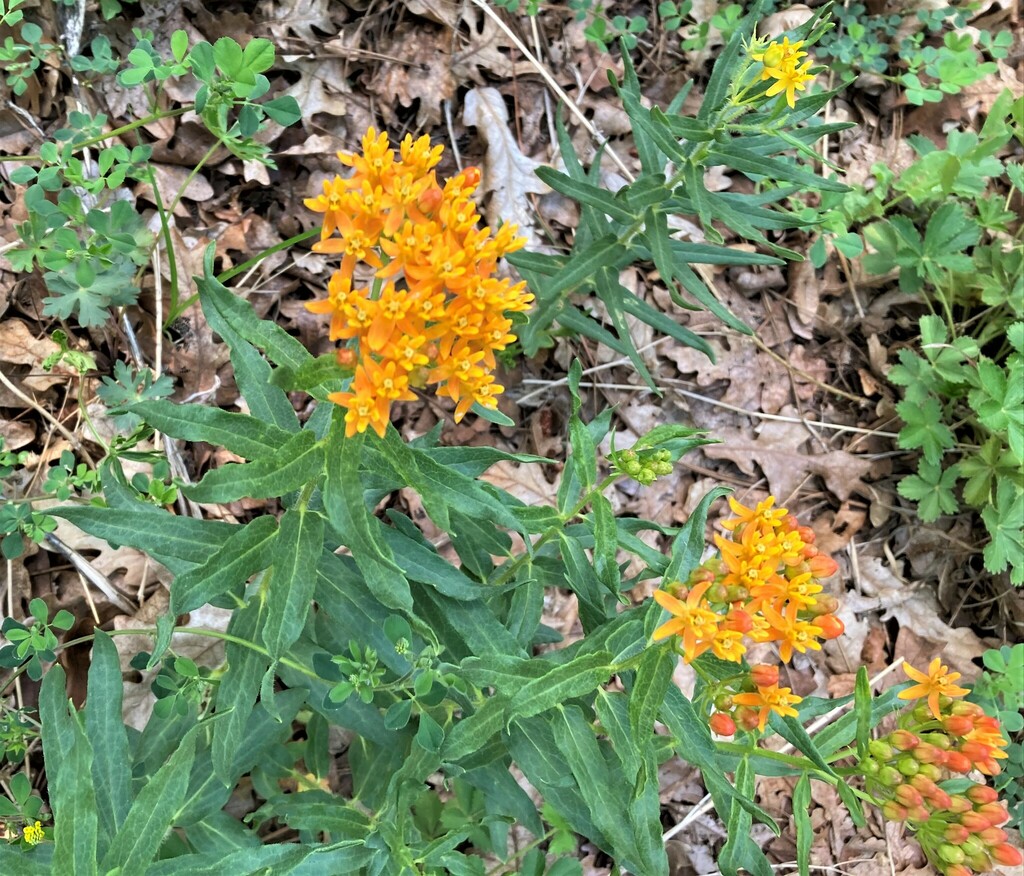 butterfly milkweed from Navajo County, AZ, USA on July 03, 2022 at 04: ...