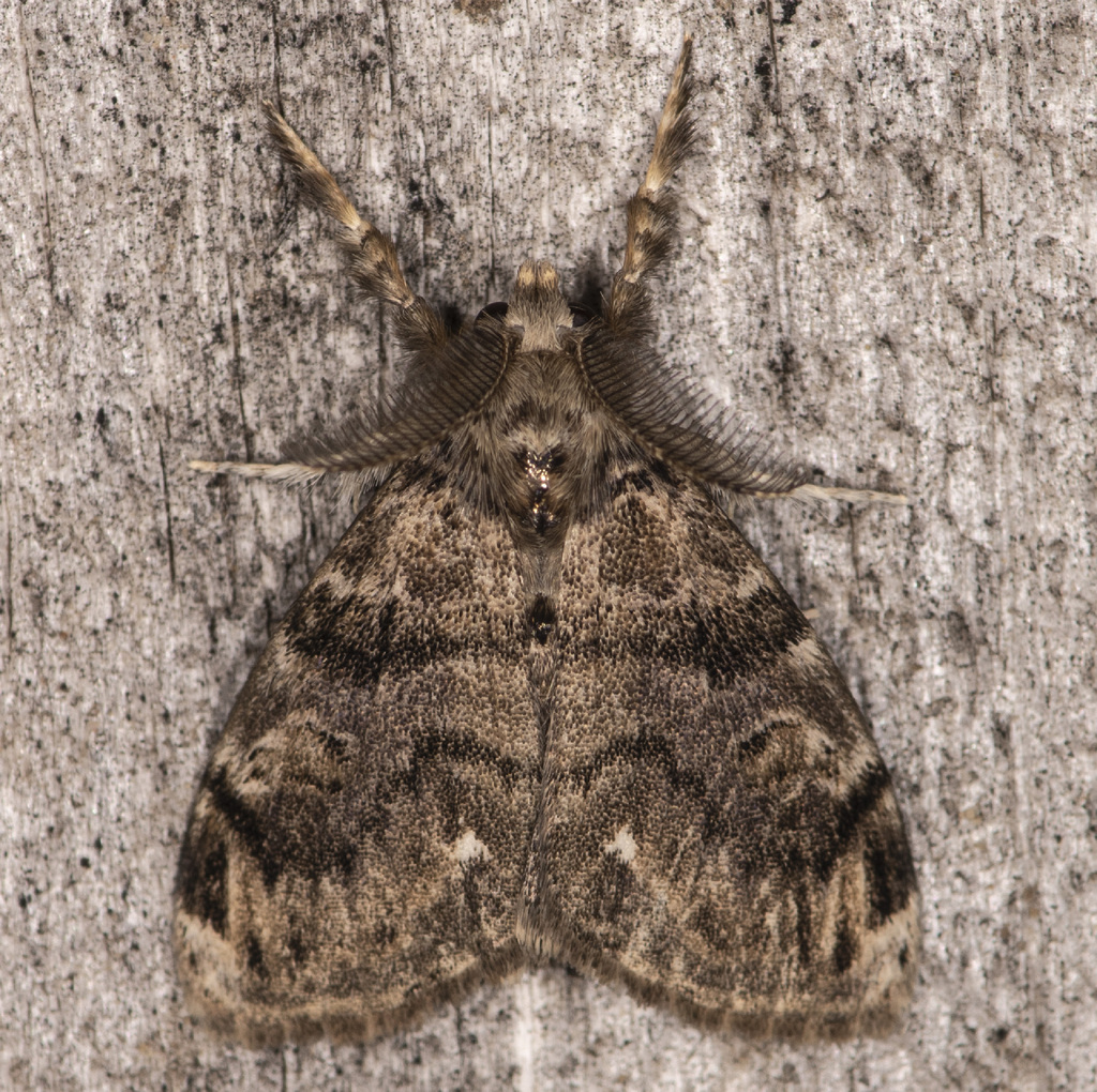 Definite Tussock Moth from Greenbrier County, WV, USA on July 12, 2022 ...