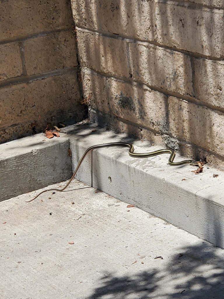 Striped Racer in July 2022 by kungfoojoc · iNaturalist