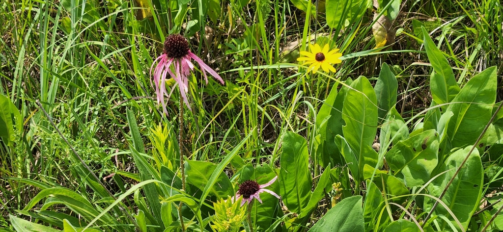 pale purple coneflower from Austin, MN 55912, USA on July 15, 2022 at ...