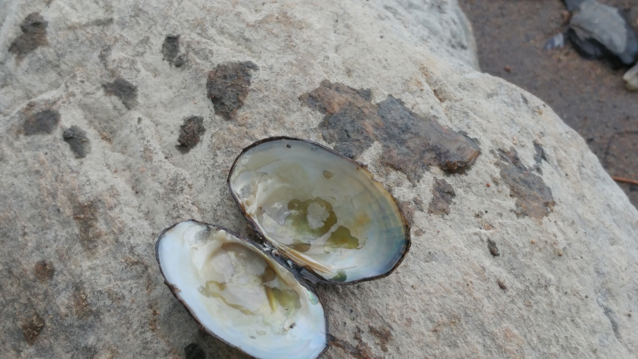 Lampsilis radiata (Gmelin, 1791)