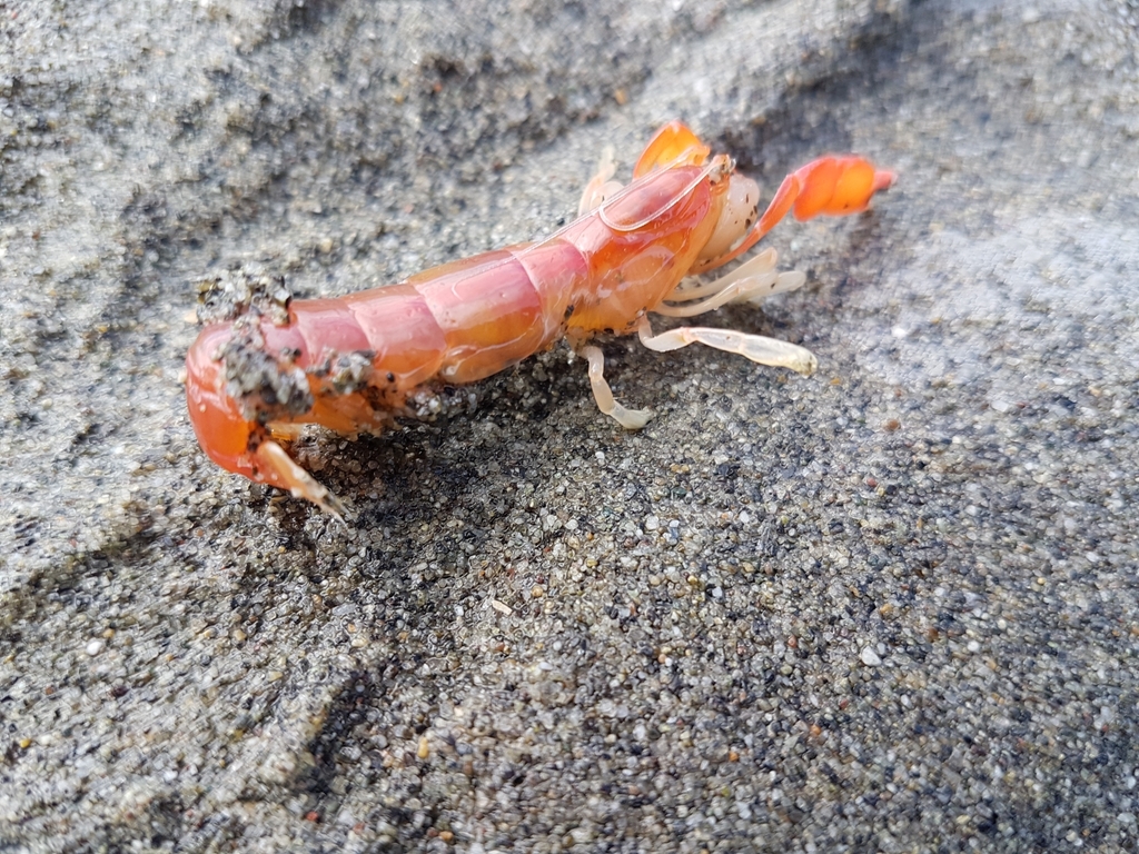 Bay Ghost Shrimp from Freeland, WA 98249, USA on July 15, 2022 at 09:49 ...