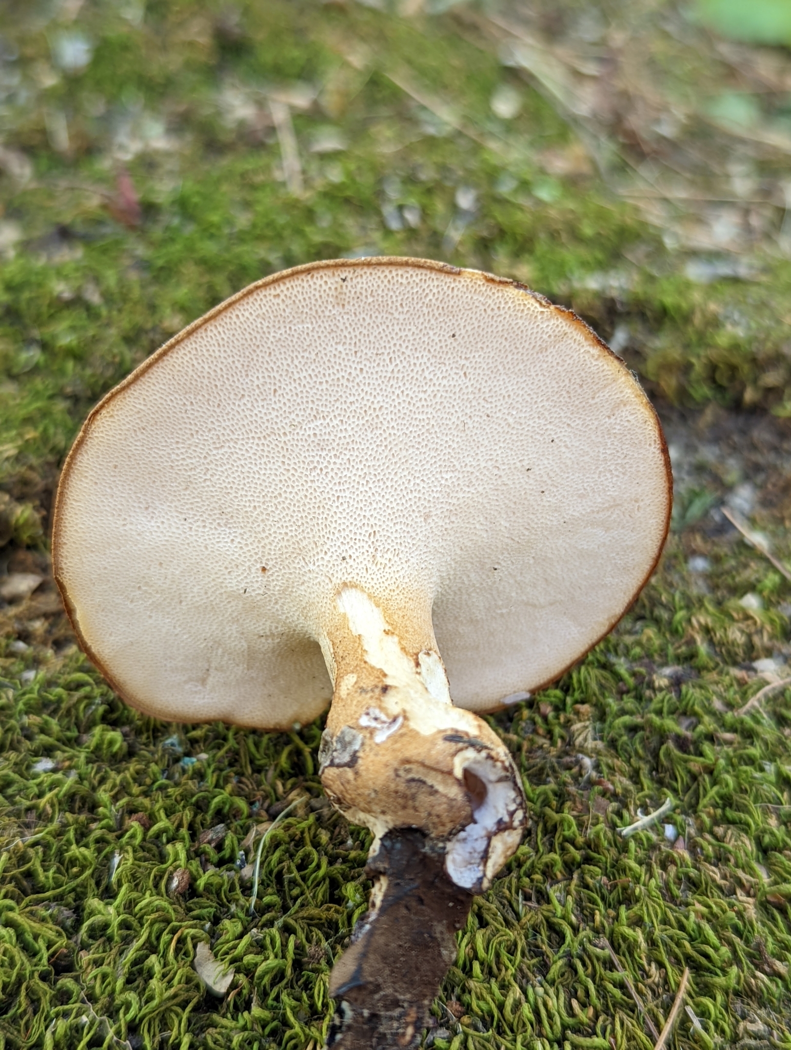 Polyporus radicatus Schwein.