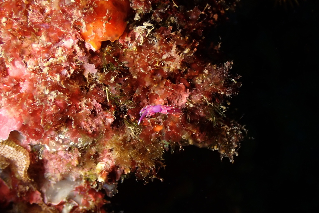 Pink Coryphella from Bassin Occidental, Antibes, FR on July 15, 2022 at ...