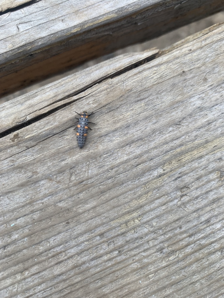 Lady Beetles from Grand Mesa Uncompahgre and Gunnison National Forests ...