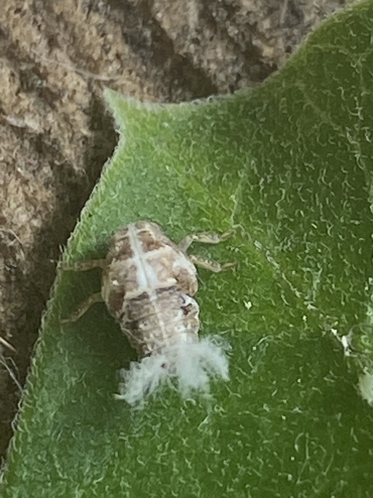 Two-striped Planthopper from Oak Knoll Dr, Hamilton, ON, CA on July 15 ...