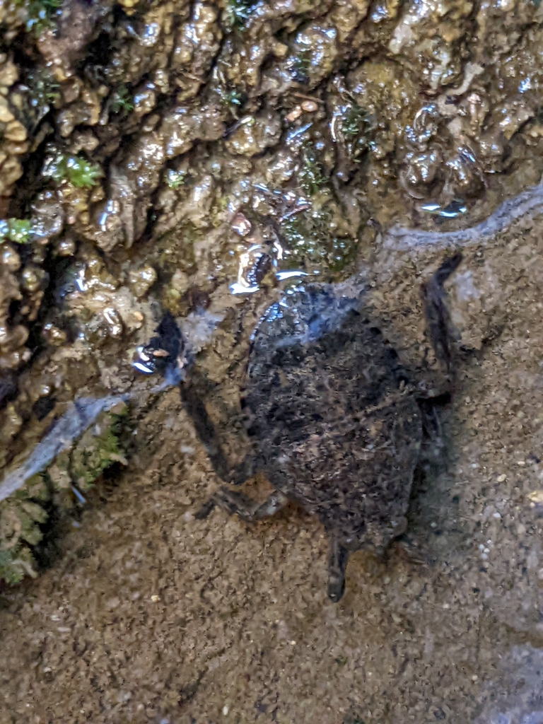 Abedus indentatus from Los Angeles, CA 90272, USA on July 15, 2022 at ...