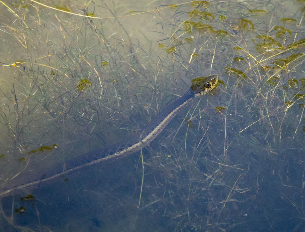 Two-striped Garter Snake in July 2022 by Aaron Echols · iNaturalist