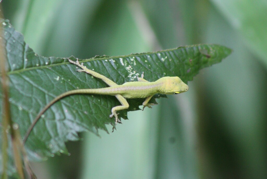 Green Anole from Athens, GA, USA on July 15, 2022 by D. Tilson ...