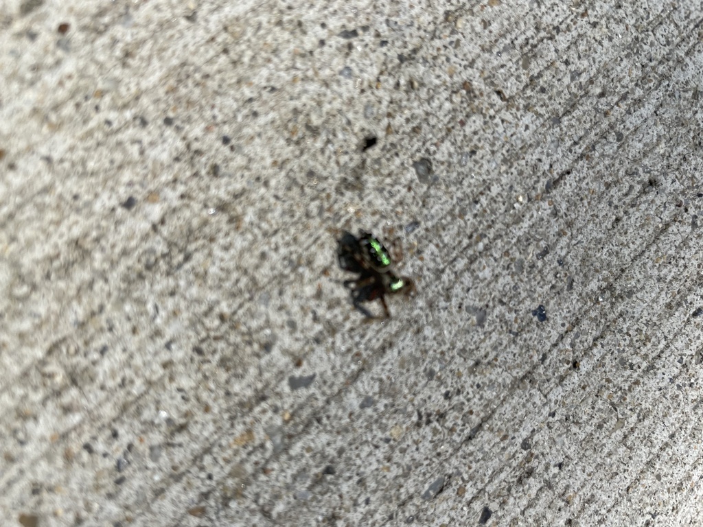 Golden Jumping Spider from Carroll Ln, Silver Spring, MD, US on July 15 ...