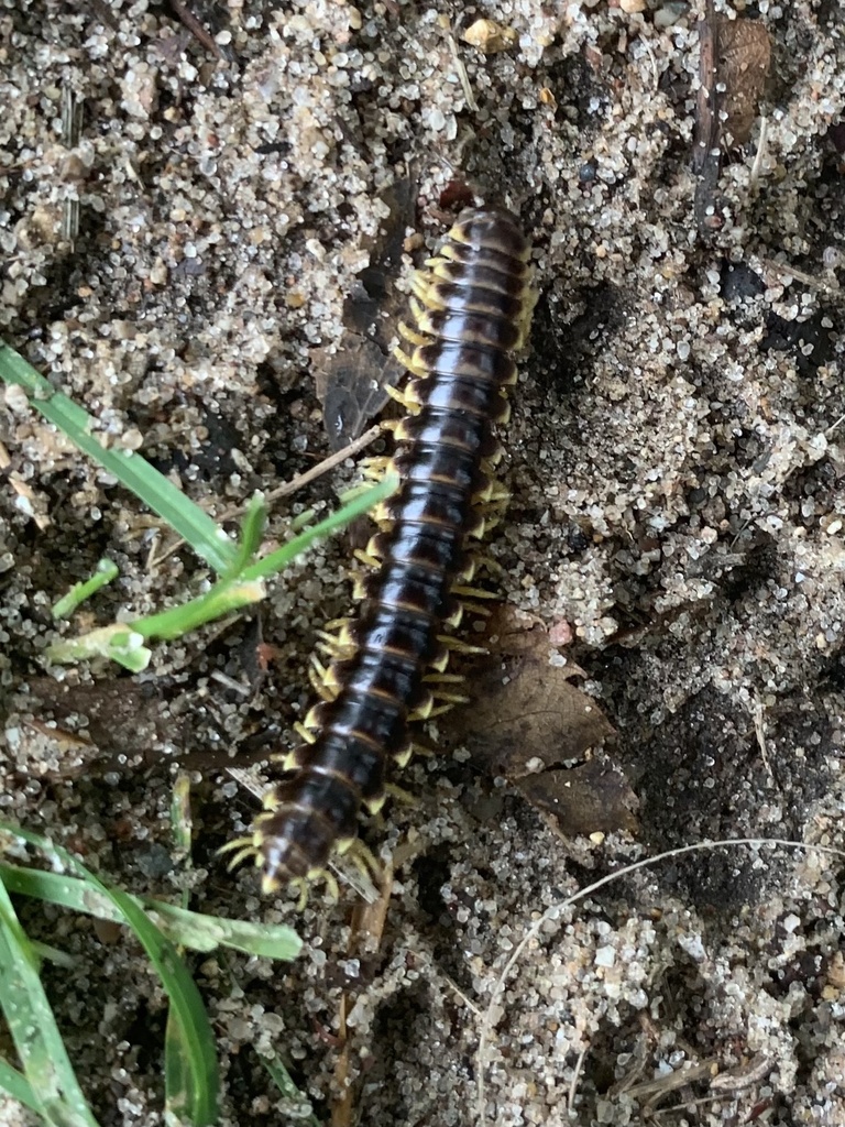 Flat-backed Millipedes from Saukville, WI, US on July 15, 2022 at 03:18 ...