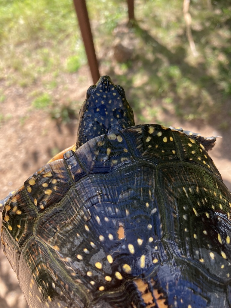 Blanding's Turtle in July 2022 by pipilos. I think? Dark body with ...