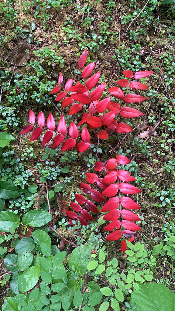 Cascade Oregon-grape from Shelton on July 15, 2022 at 03:15 PM by ...