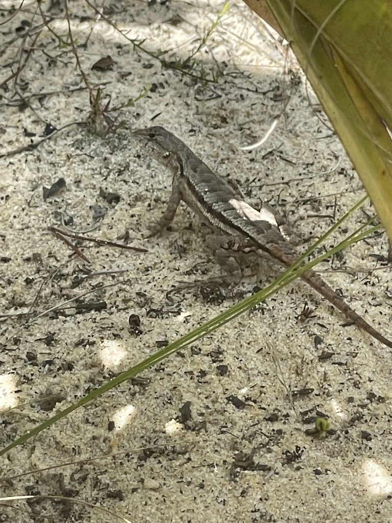 Florida Scrub Lizard in July 2022 by Larry Chen · iNaturalist