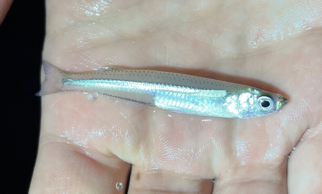 Inland Silverside from Mississippi Sound, Long Beach, MS, US on July 14 ...