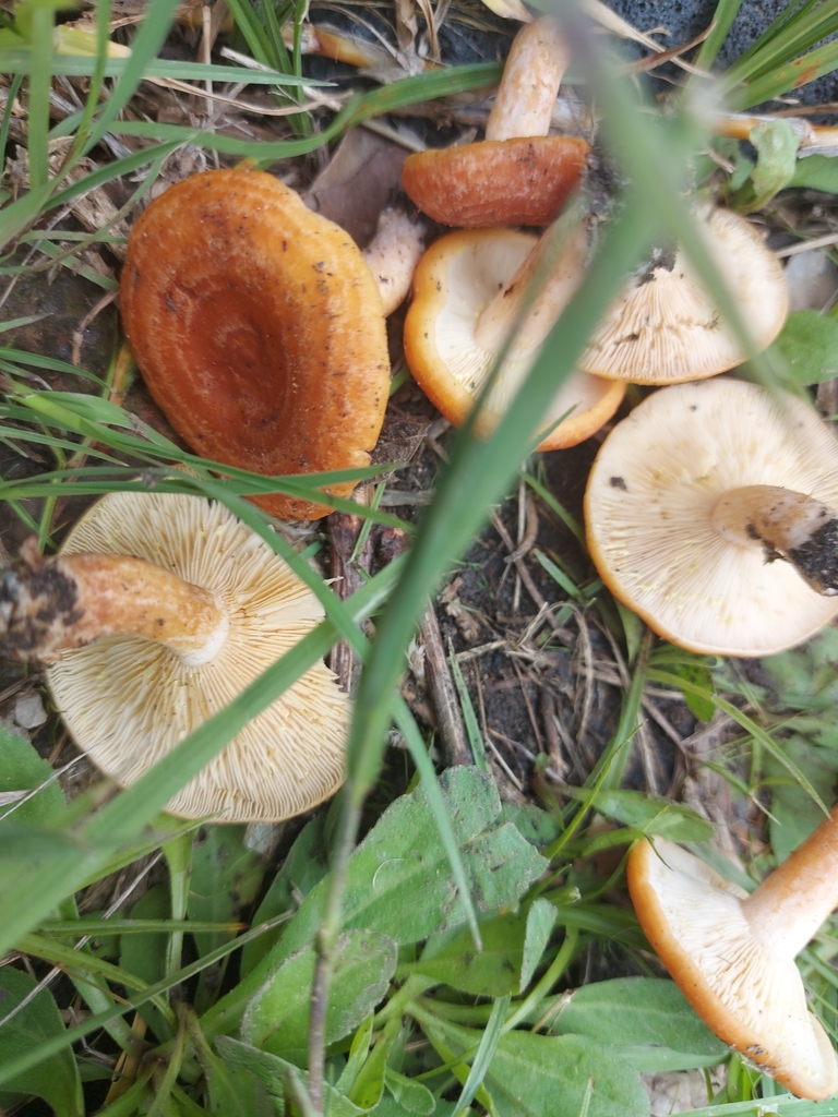 Weeping Milk Cap from Parque Tarango, Ciudad de México, CDMX, México on ...
