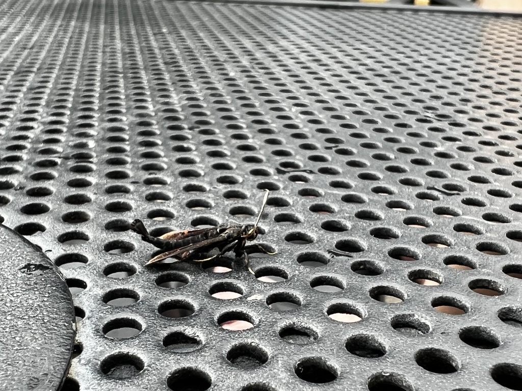 Virginia Creeper Clearwing from 47th St, Boulder, CO, US on July 15 ...