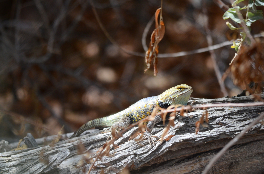 Yellow-backed Spiny Lizard from Clark County, NV, USA on April 24, 2022 ...