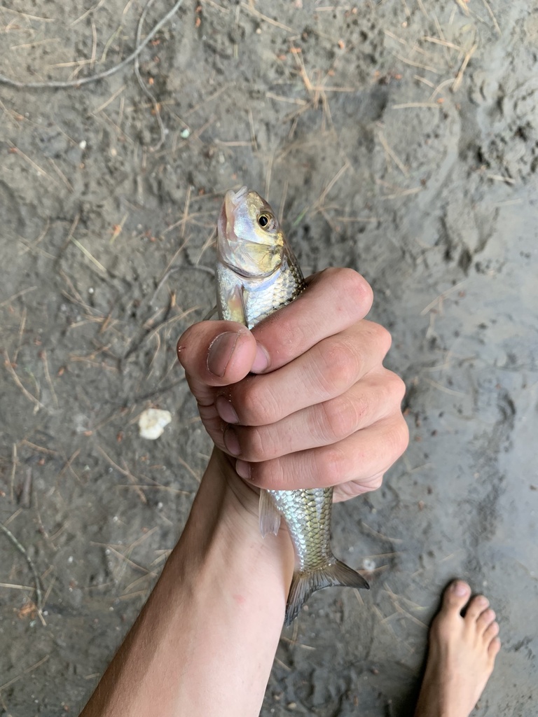 Fallfish from Low, QC, CA on July 15, 2022 at 07:39 PM by hesbathos ...